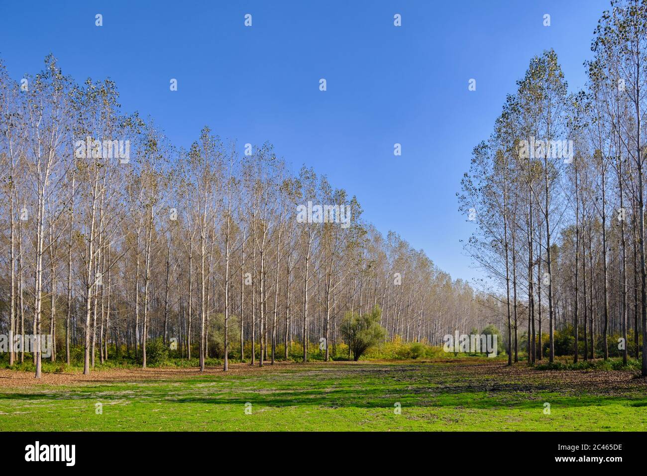 Complex natural wetland forest ecosystem hi-res stock photography and ...