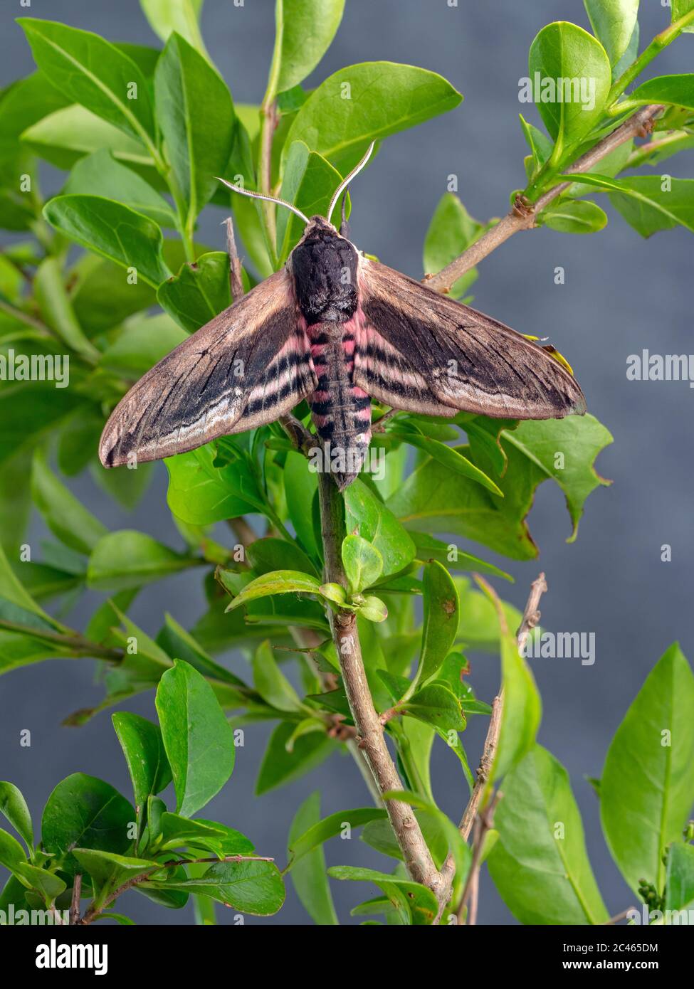 Privet hawk-moth Spinx ligustri on privet Ligustrum hedge Stock Photo ...