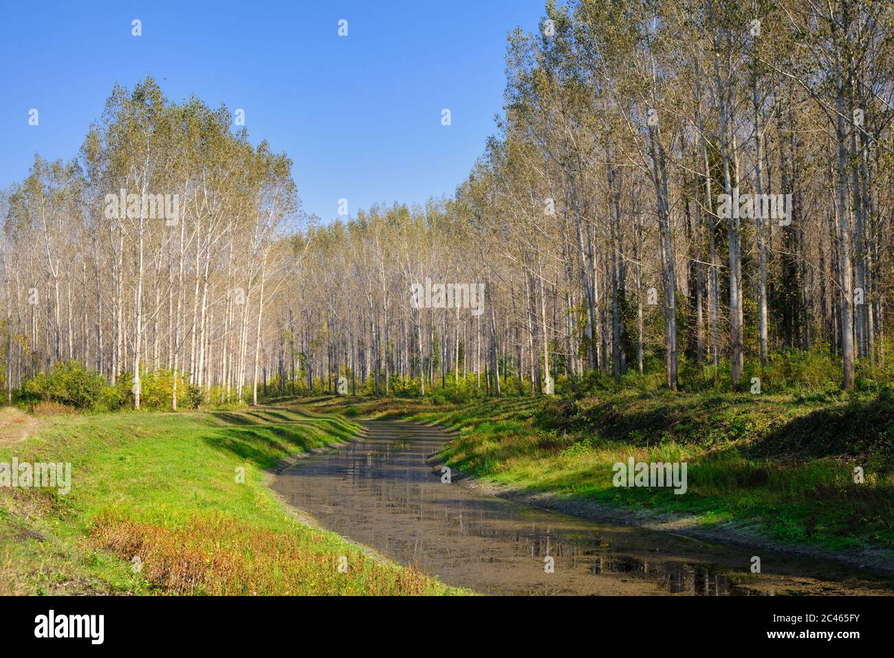 Danube wetlands hi-res stock photography and images - Alamy