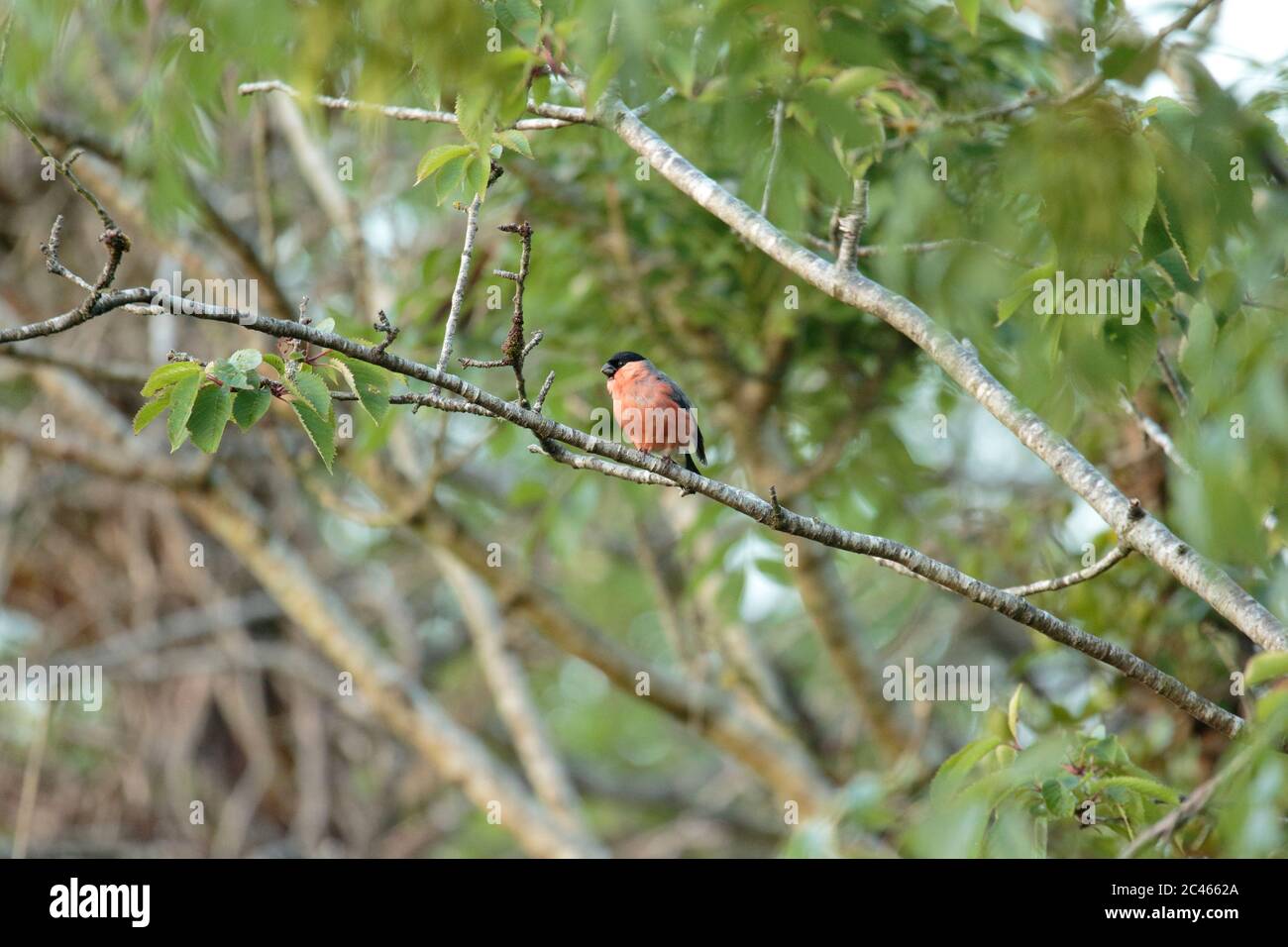Flying male bullfinch hi-res stock photography and images - Alamy
