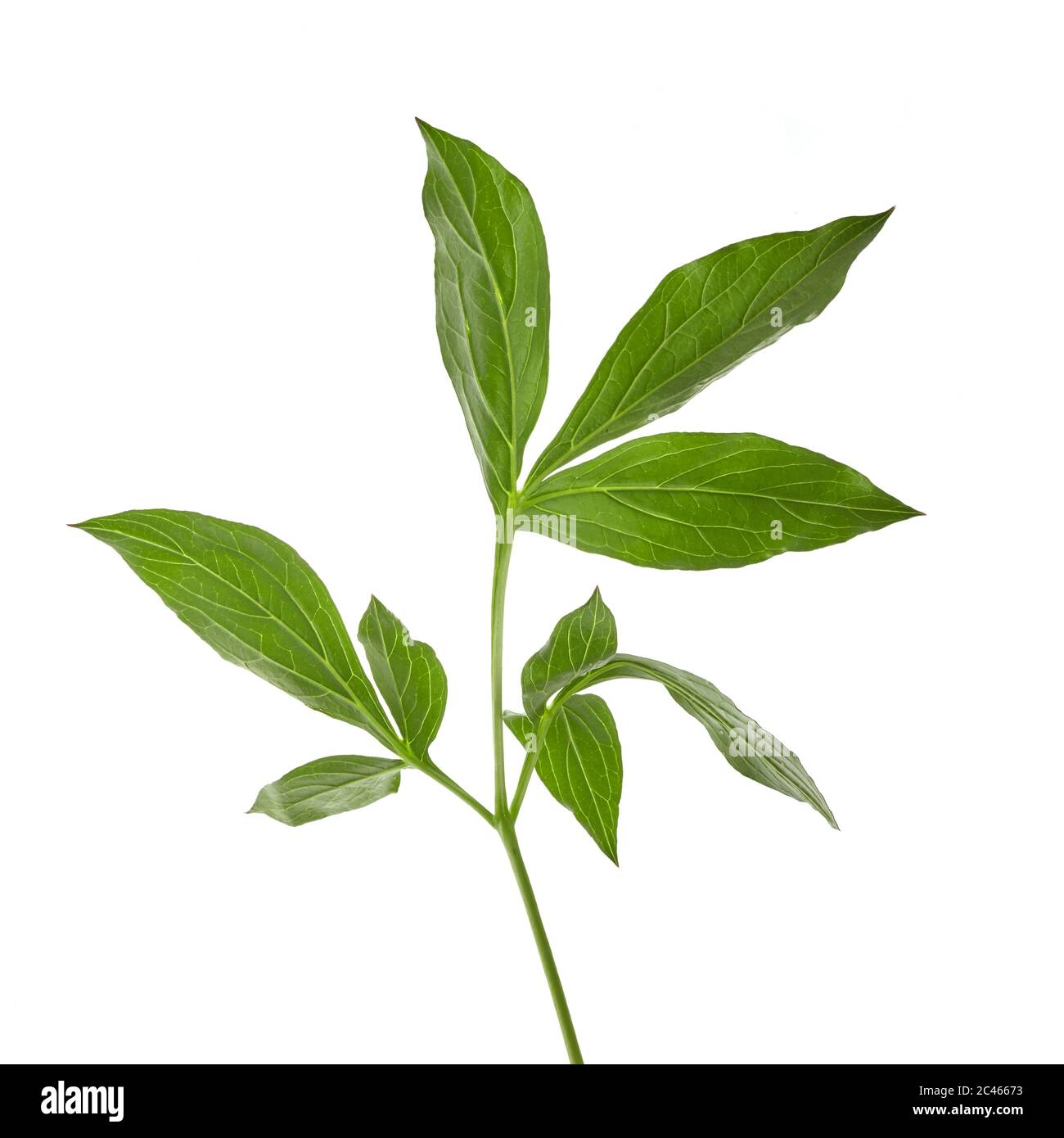 Above view green table Cut Out Stock Images & Pictures - Alamy