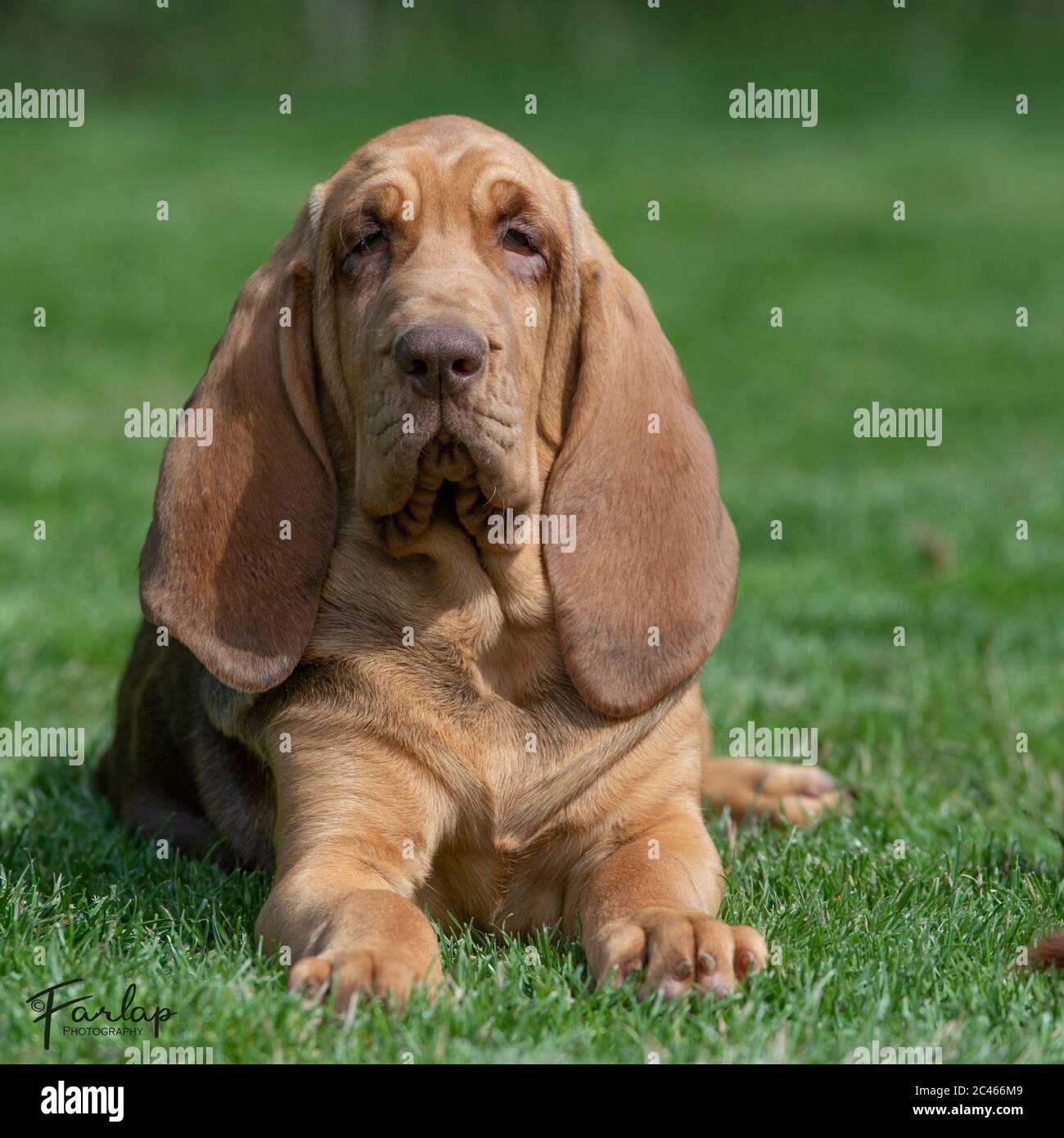Bloodhound face hi-res stock photography and images - Alamy