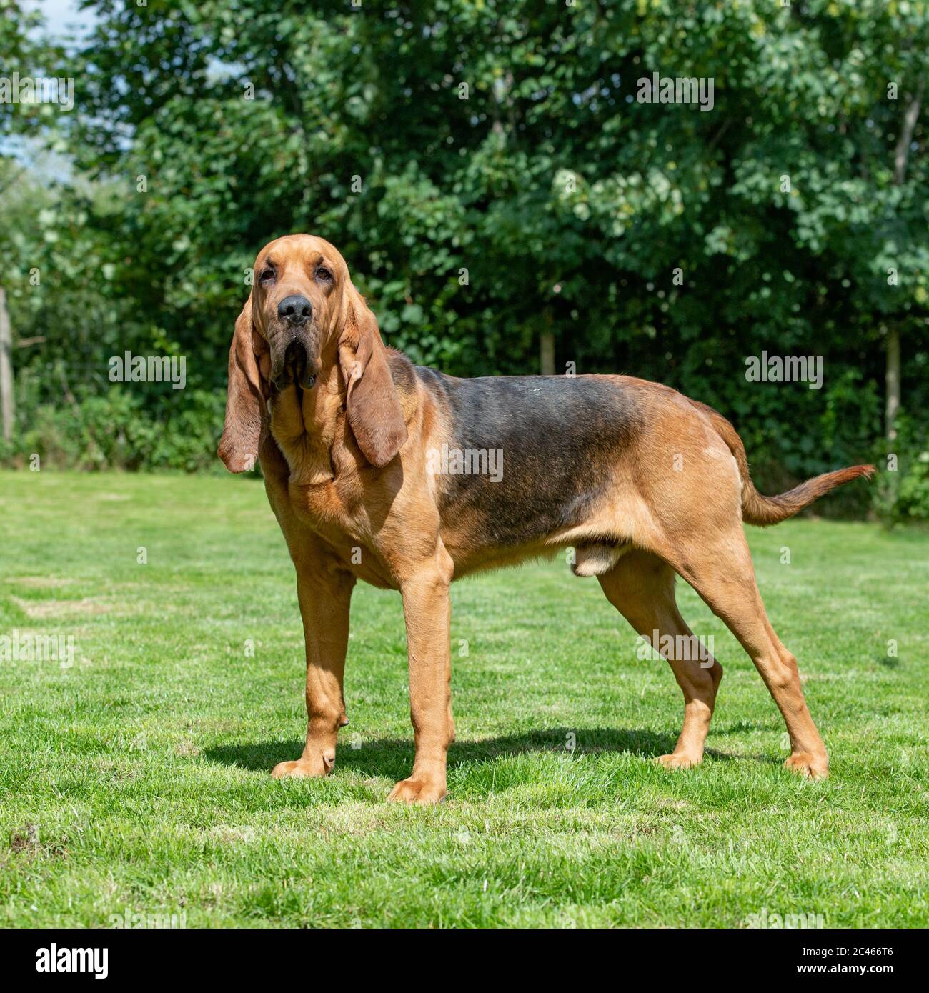 Bloodhound full body hi-res stock photography and images - Alamy