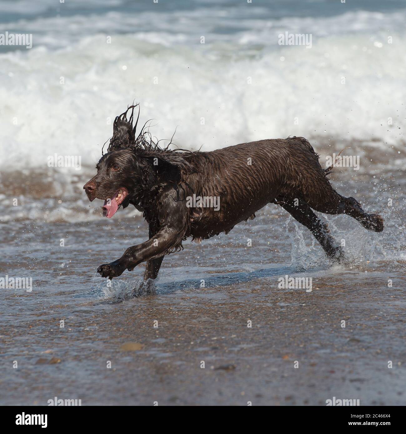 English cocker spaniel on beach hi-res stock photography and images - Alamy