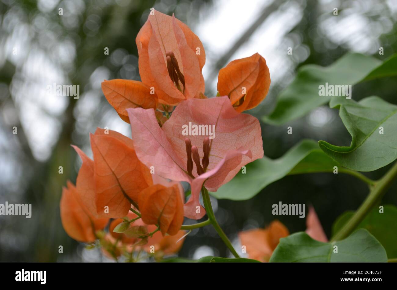 Orange Crape Myrtle High Resolution Stock Photography and Images - Alamy