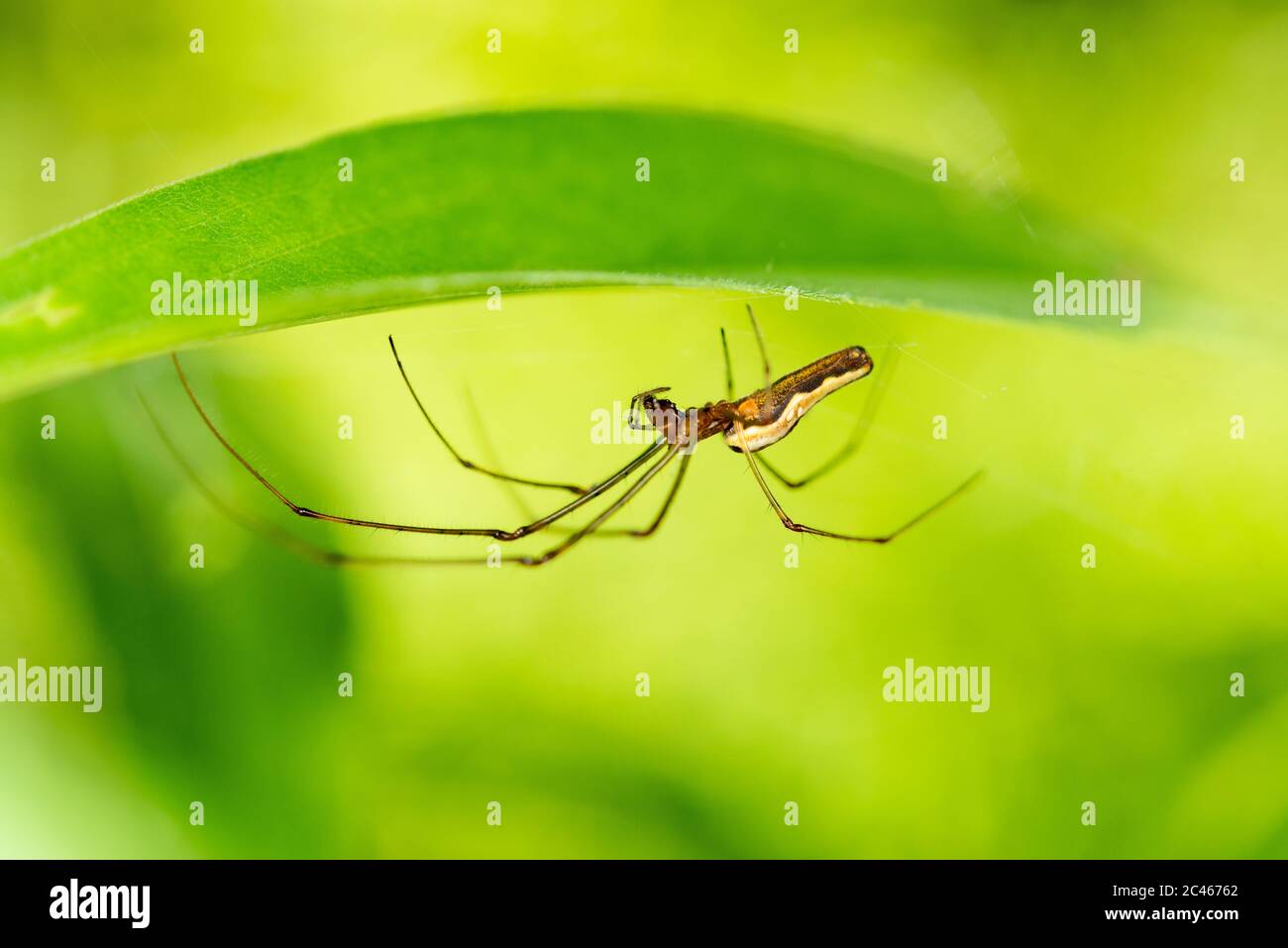 Spider attached under a small leaf of a plant in the meadow Stock Photo ...