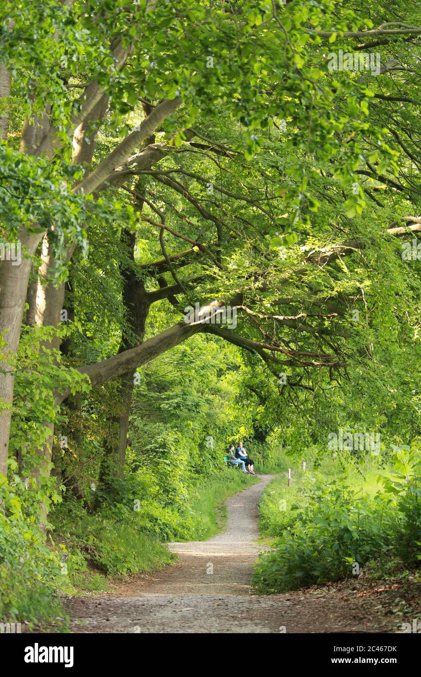 Path and tall trees in the forest - perfect for background Stock Photo ...