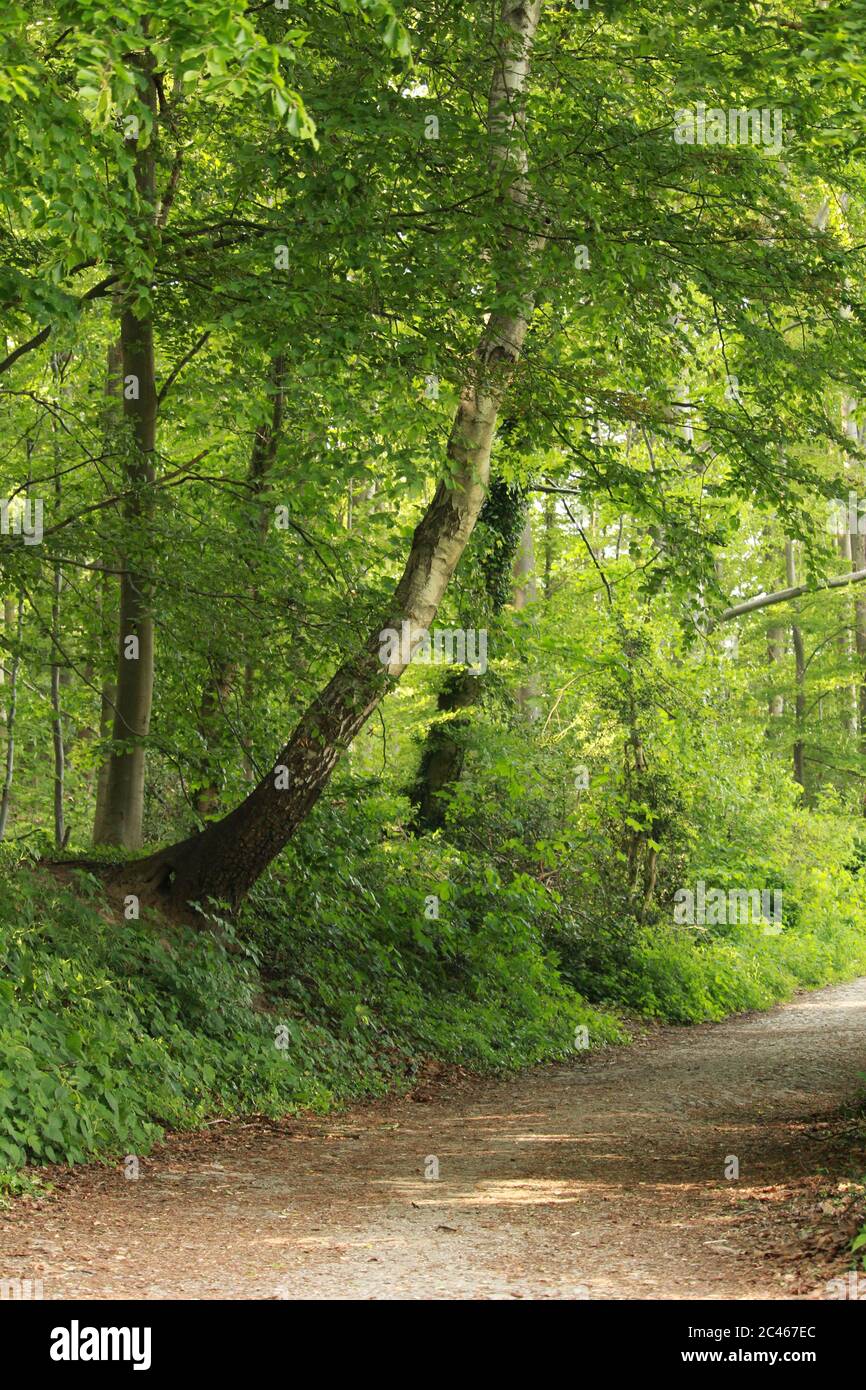 Path and tall trees in the forest - perfect for background Stock Photo ...