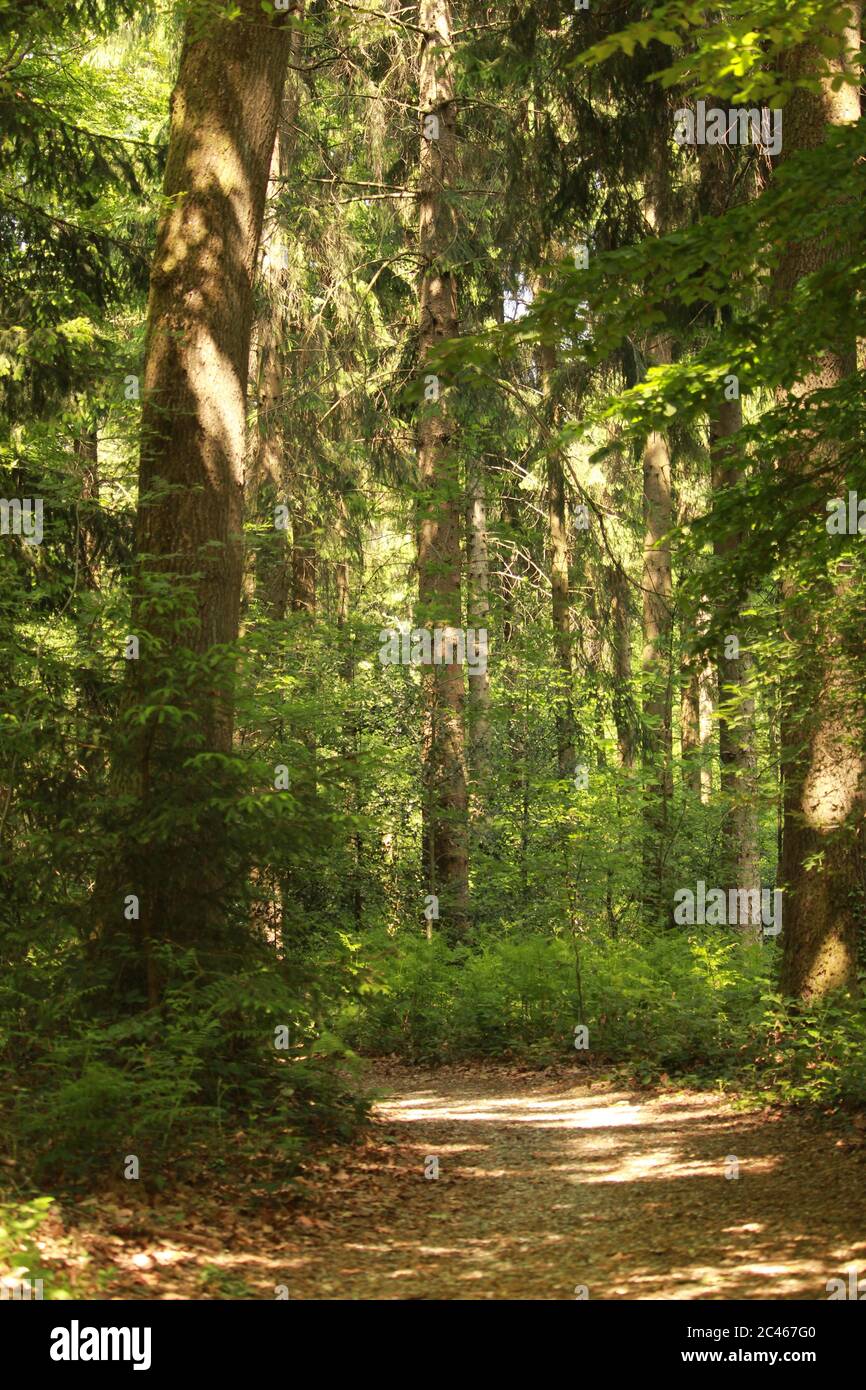 Path and tall trees in the forest - perfect for background Stock Photo ...