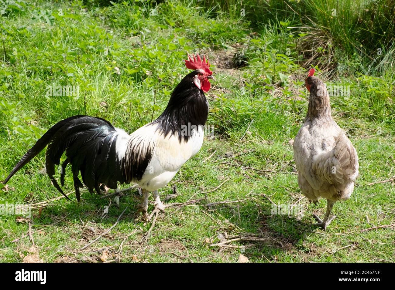 Free range chickens black and white Lakenvelder cockerel rooster and ...