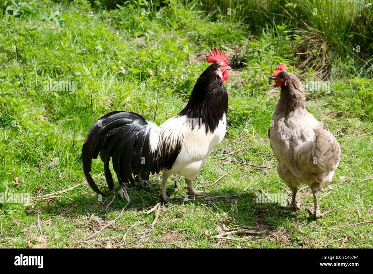 Free range chickens with a rooster hi-res stock photography and images ...