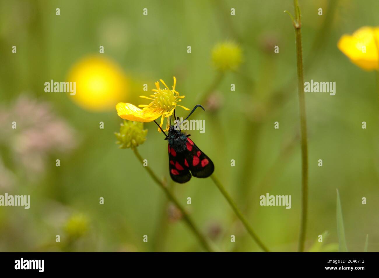 Insects insect anatomy photographs hi-res stock photography and images ...