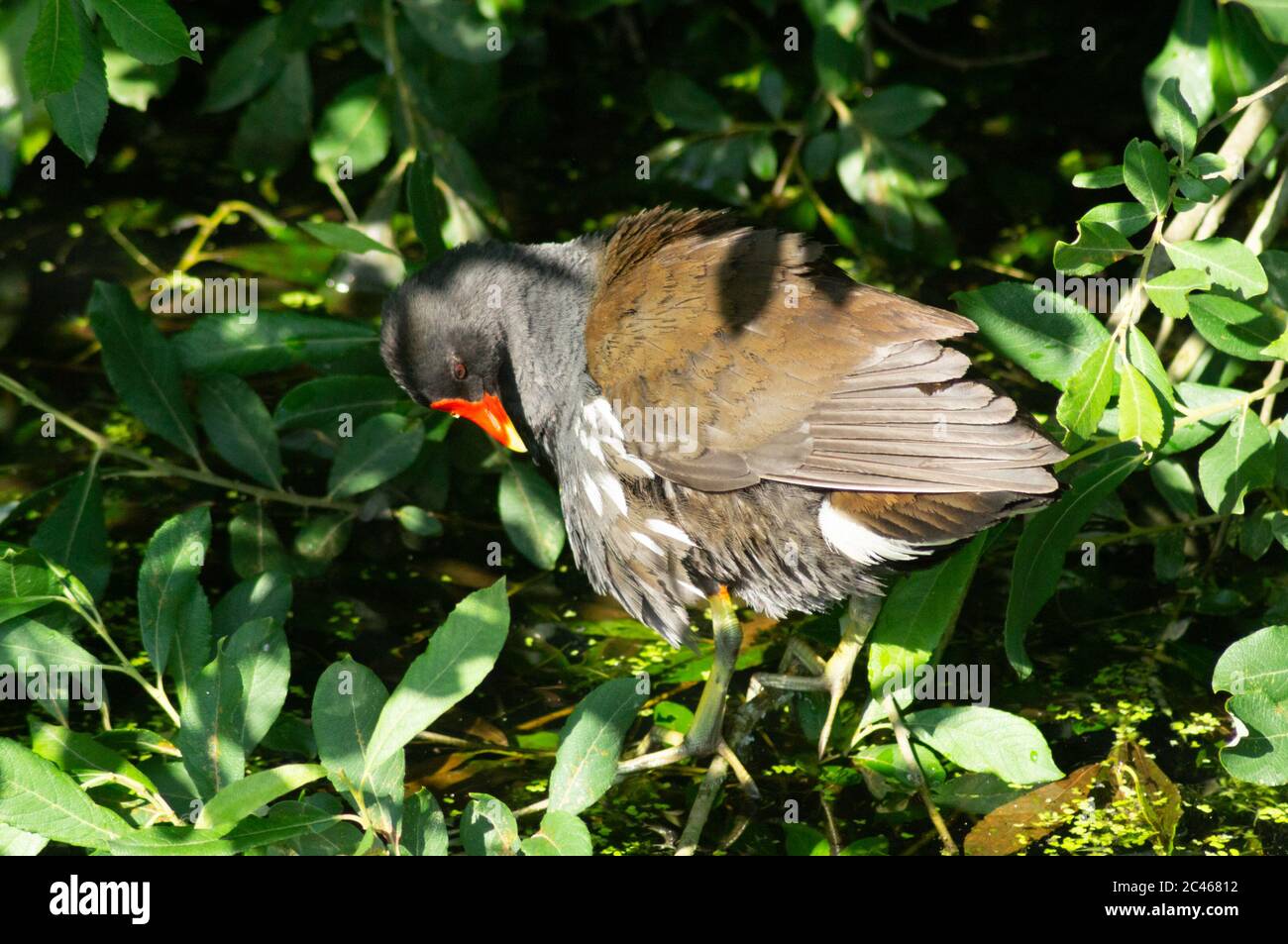 Moorhen preening in a tree near water - gallinula chloropus, rail ...