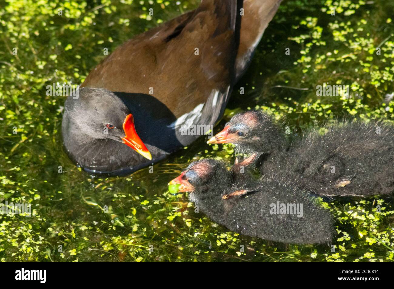 Moorhen chick feeding from a parent - gallinula chloropus, rail ...