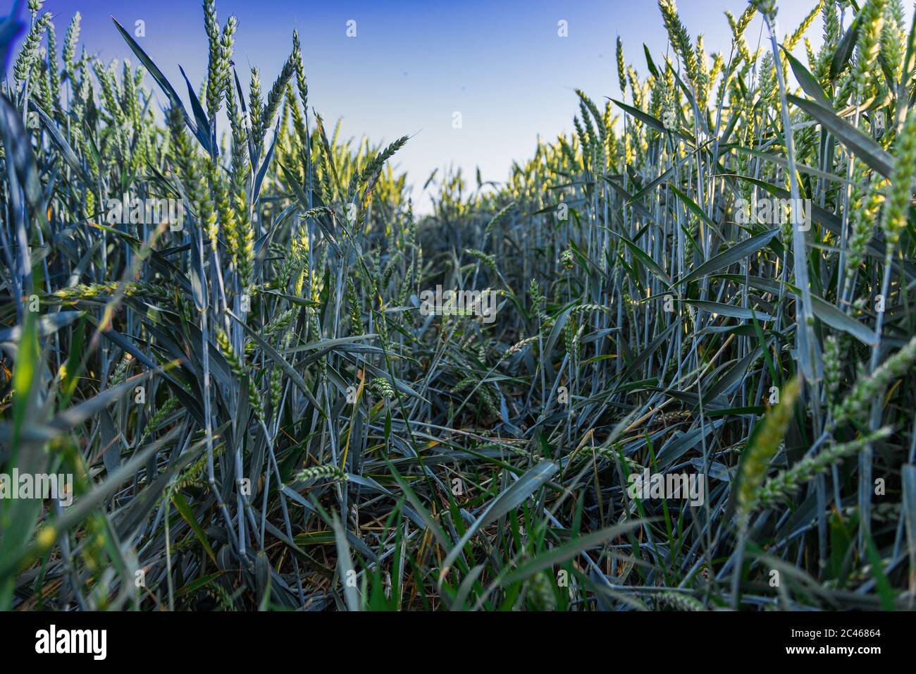 Agricultural fields near Maastricht and Riemst with rye of grain and ...