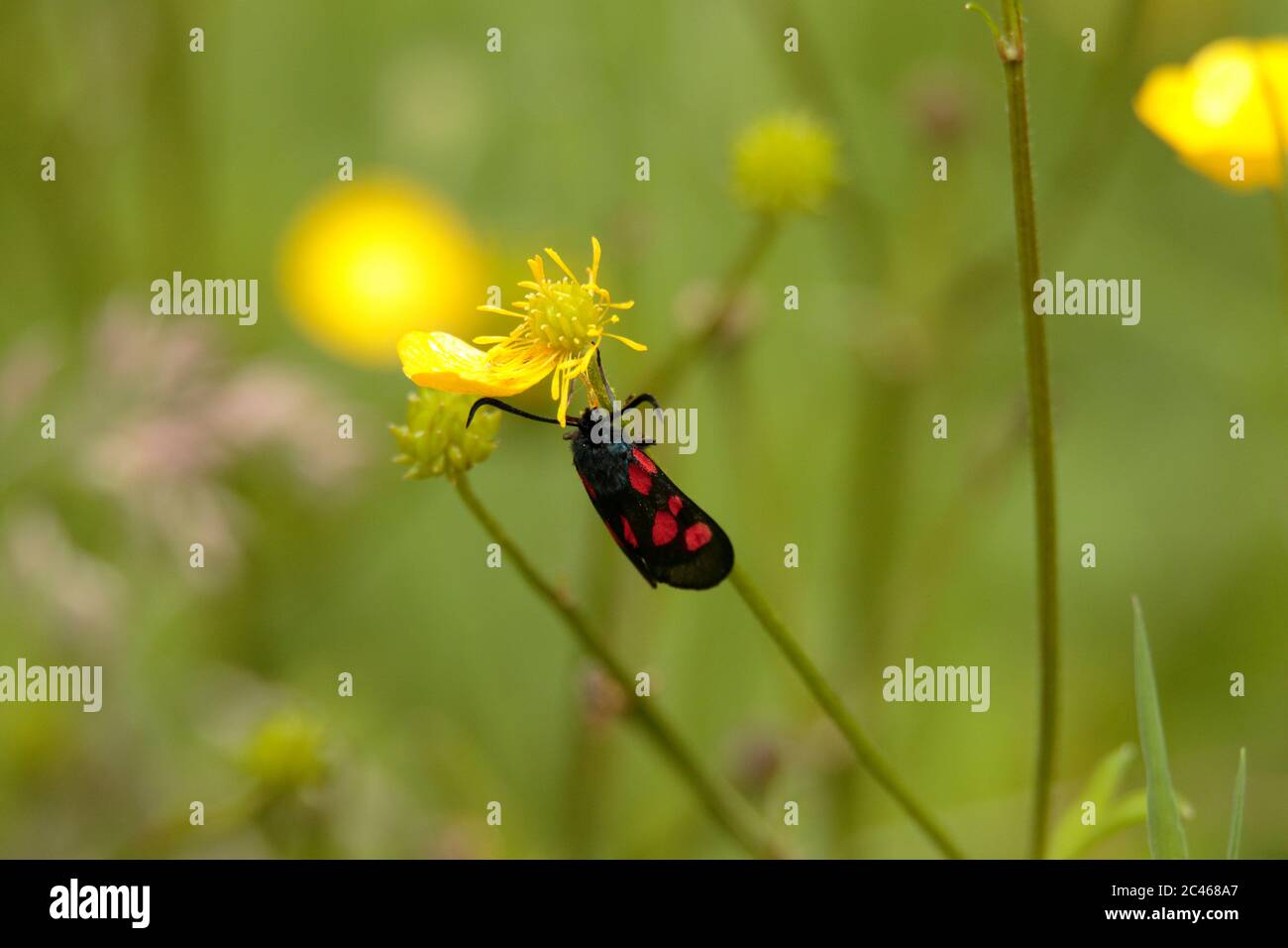 Insects insect anatomy photographs hi-res stock photography and images ...