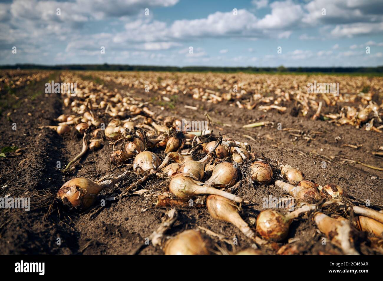 Onions on the field hi-res stock photography and images - Alamy