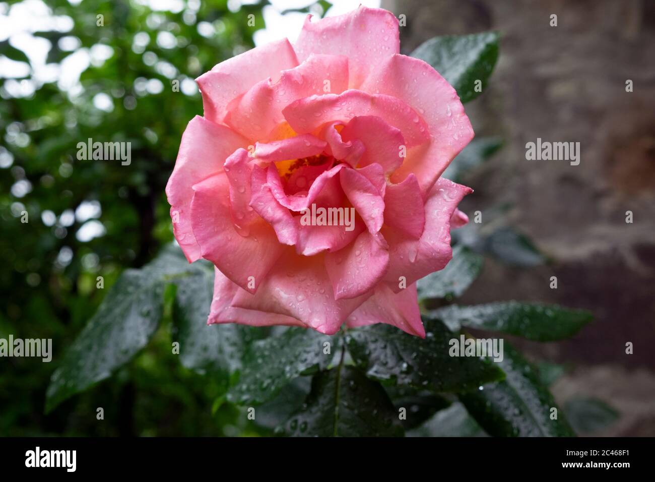 Close up view of a pink Compassion climbing rose flower in bloom in a ...