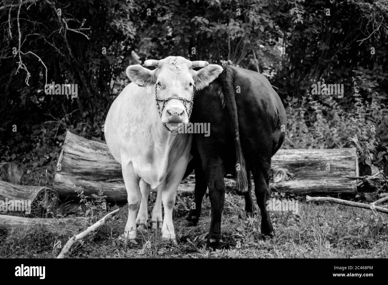 Back facing Black and White Stock Photos & Images - Alamy