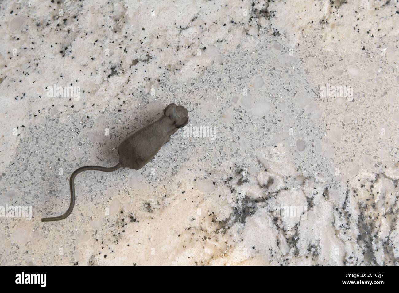 Cat and rat statue hi-res stock photography and images - Alamy