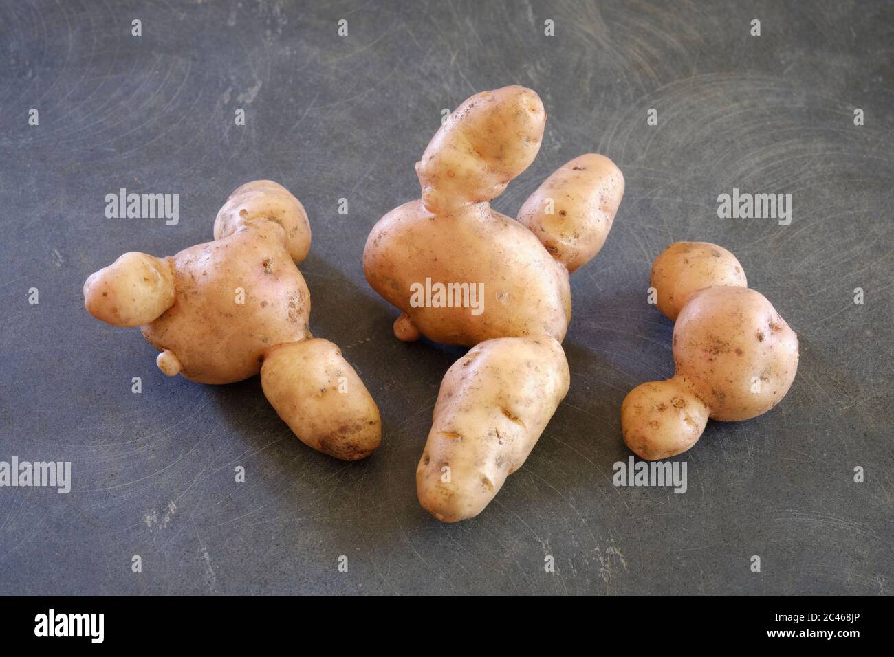 Wonky misshapen Anja Potatoes Stock Photo - Alamy