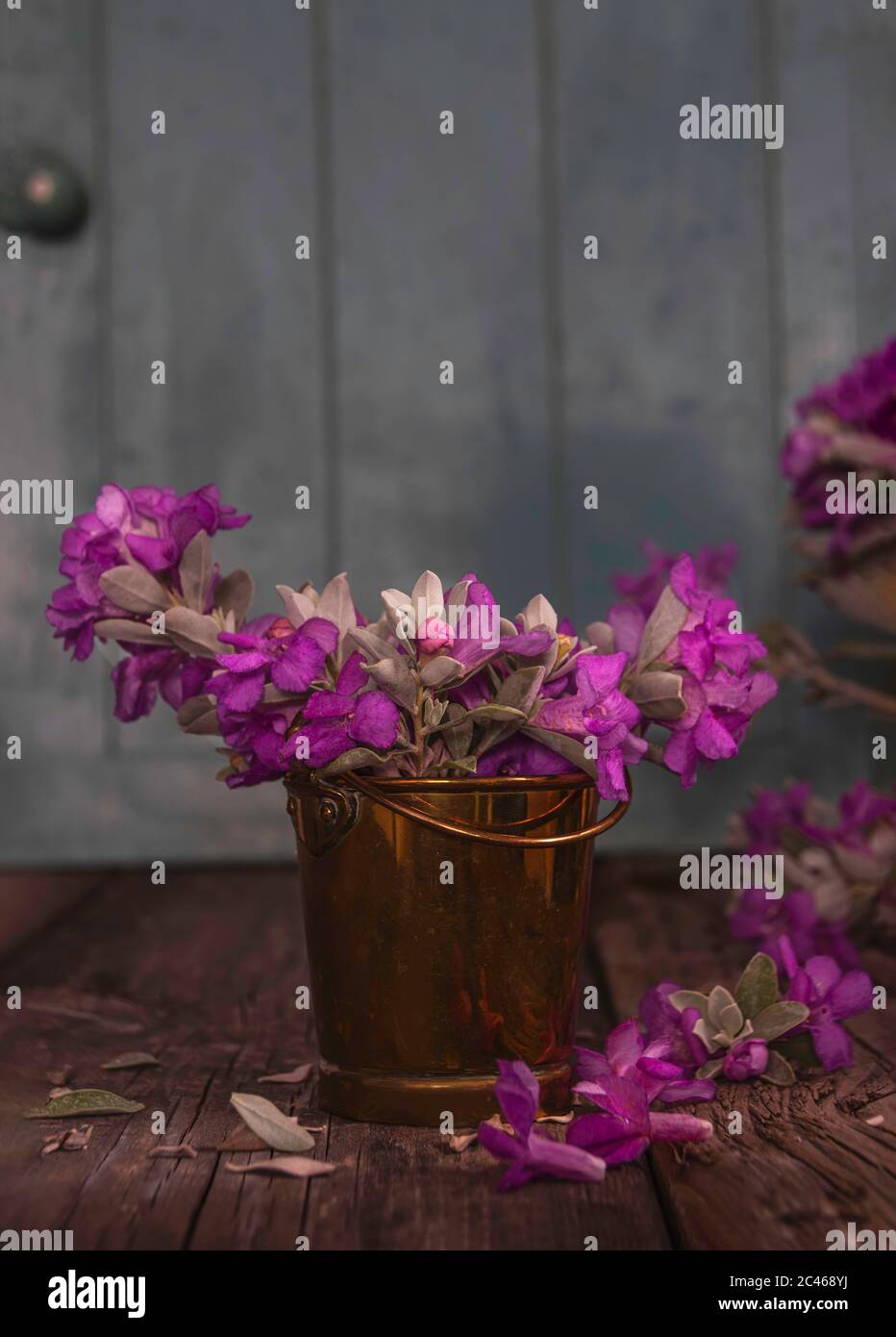 Sage plant bucket hi-res stock photography and images - Alamy