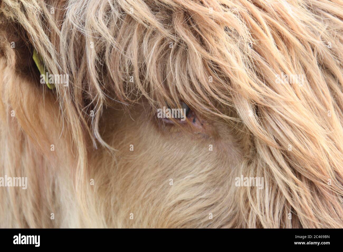 Close up picture of a Highland cows head concentrating on its eye Stock ...
