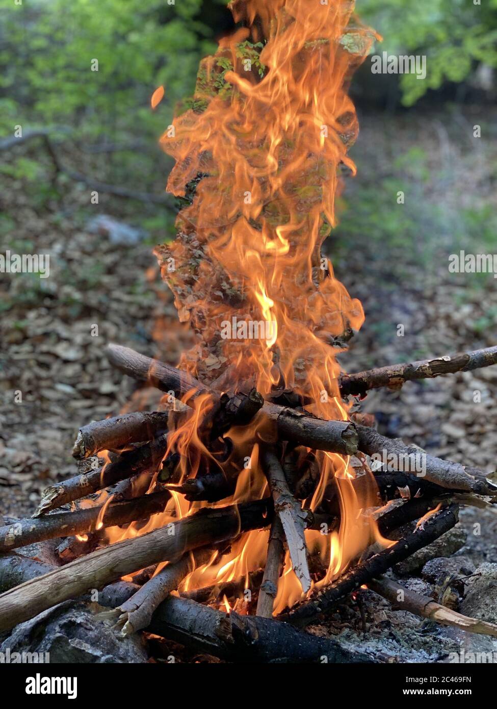 Vertical shot of a campfire on the ground surrounded by greenery in a ...