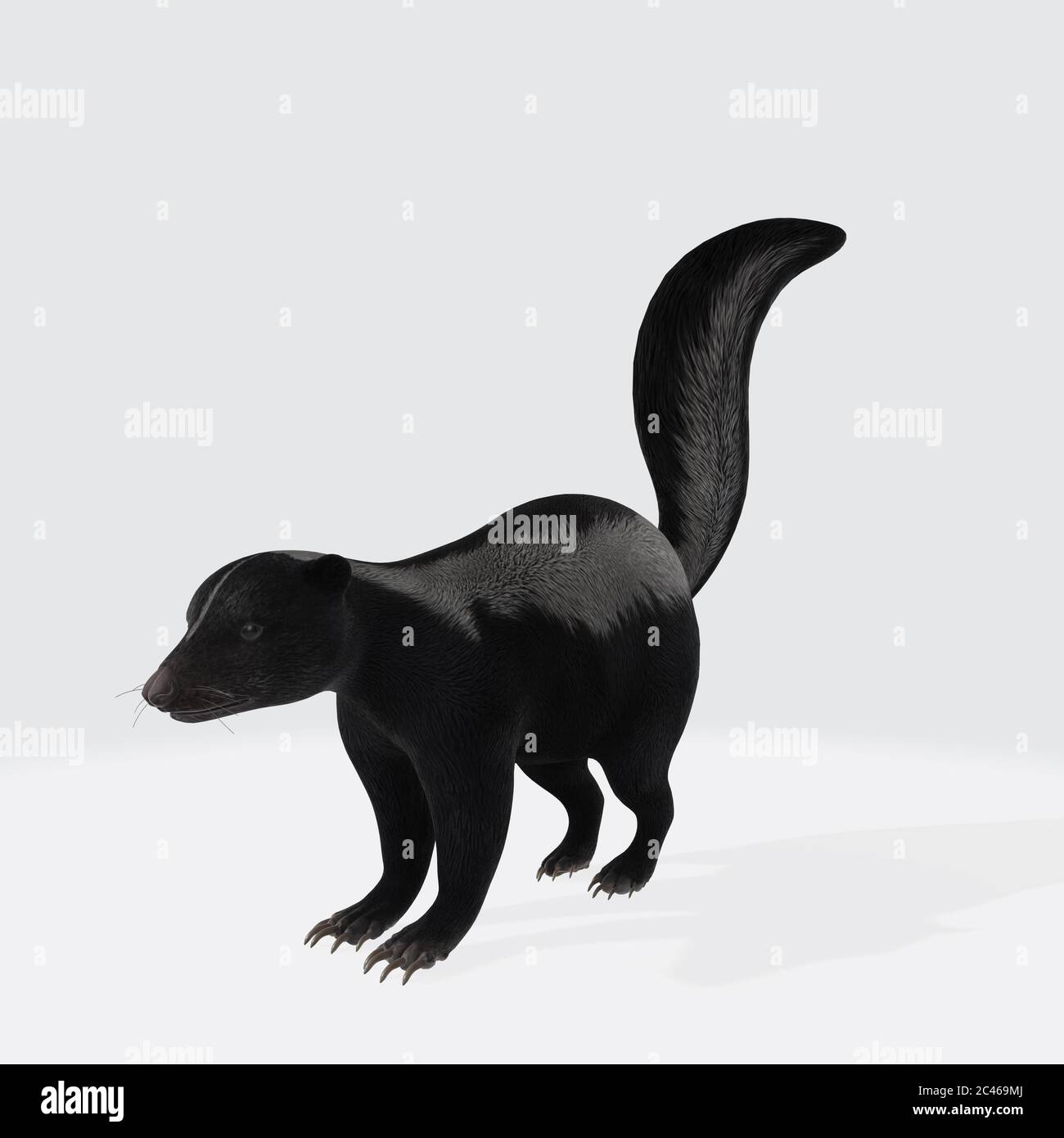 Graphic illustration of 3D rendered black mongoose isolated on the ...