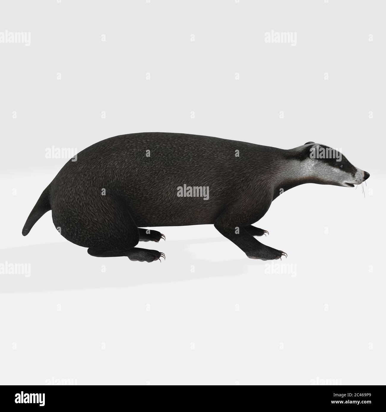 Graphic illustration of 3D rendered black mongoose isolated on the ...