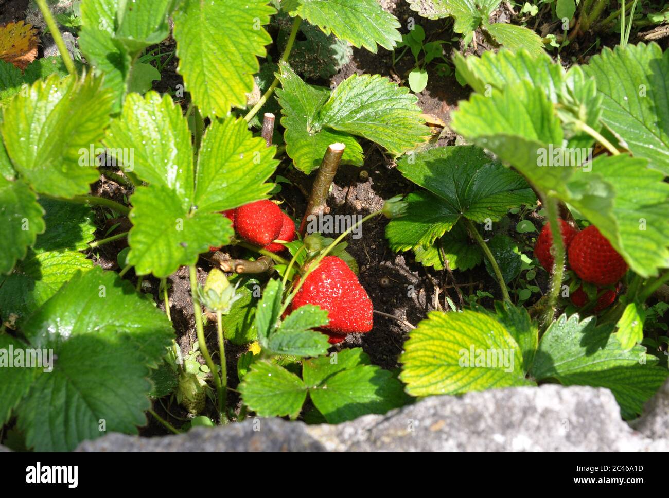 strawberries in the garden Stock Photo - Alamy