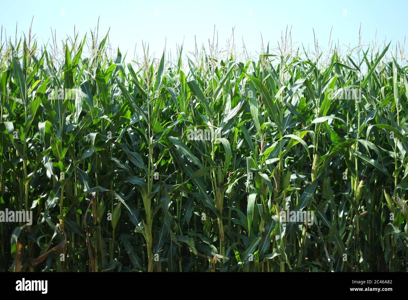 Corn field in Yorkshire UK Stock Photo - Alamy
