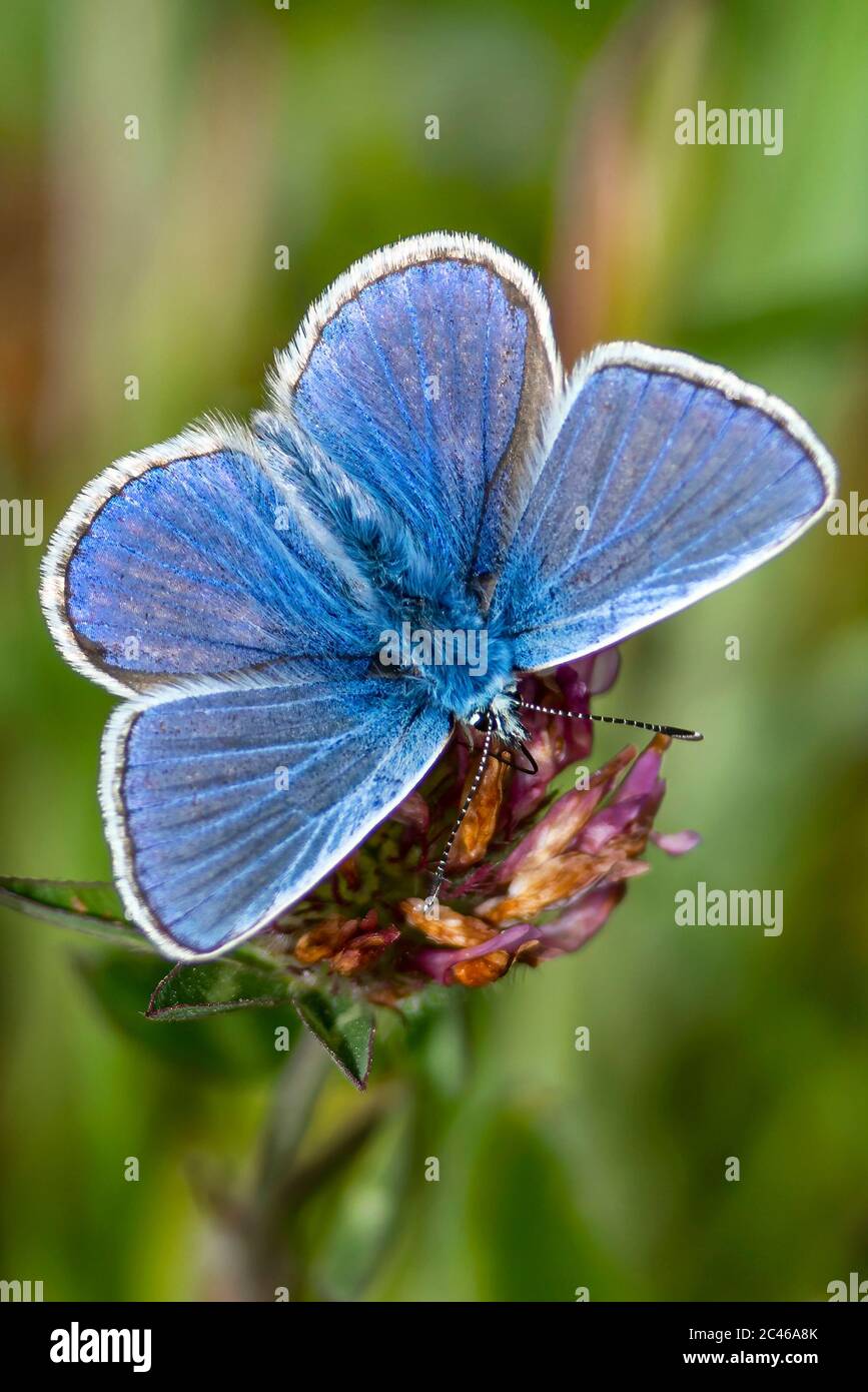 Adonis Blue Butterfly with wings outstretched in spring stock photo ...