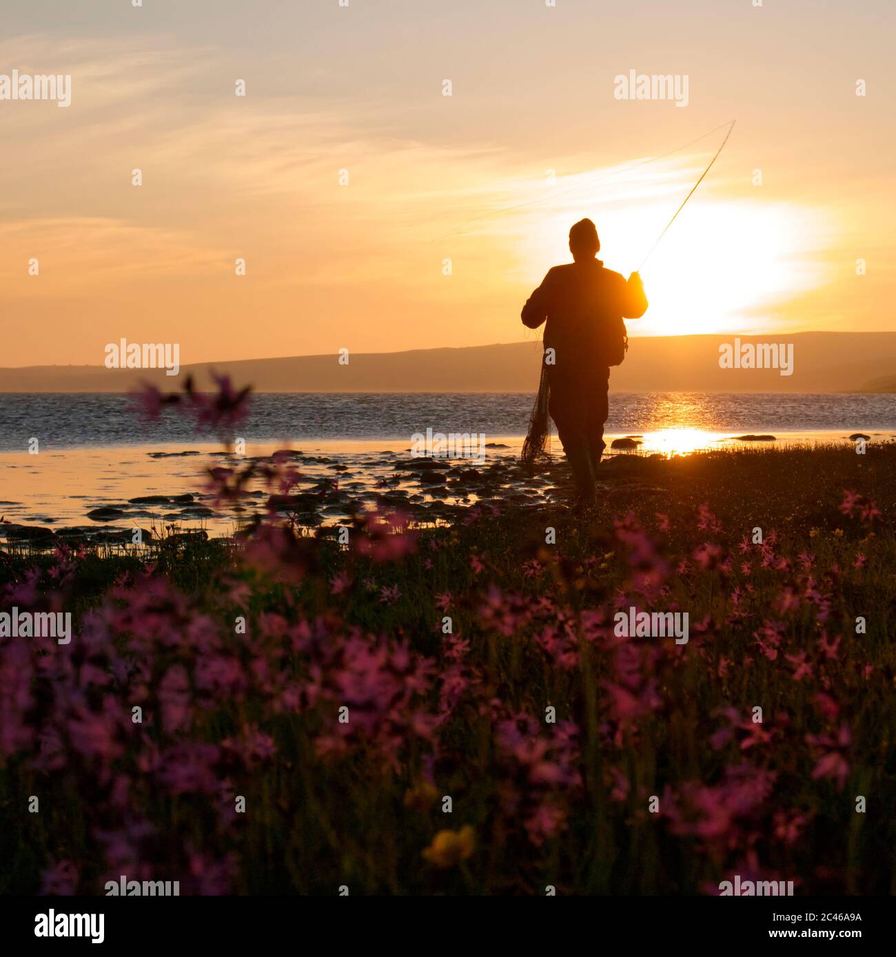Swanney hi-res stock photography and images - Alamy