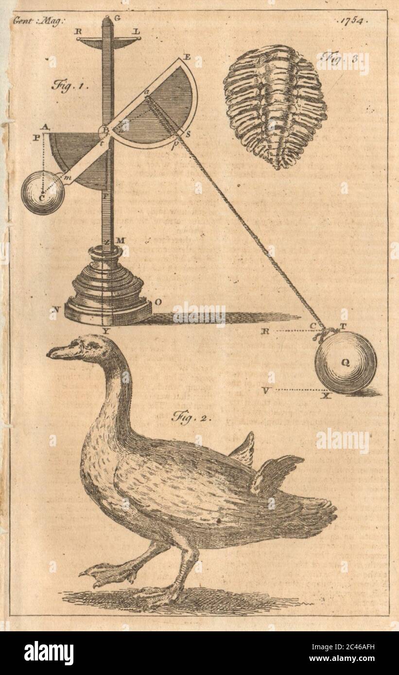 Navigation tool. Italian 4-winged goose. Dudley fossil, Entomolithus ...