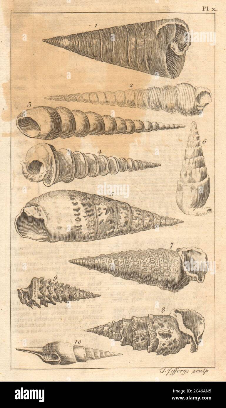 Seashells Top/Trochus Whirl/Turbo Trumpet/Buccinum Rock/Murex Wing ...