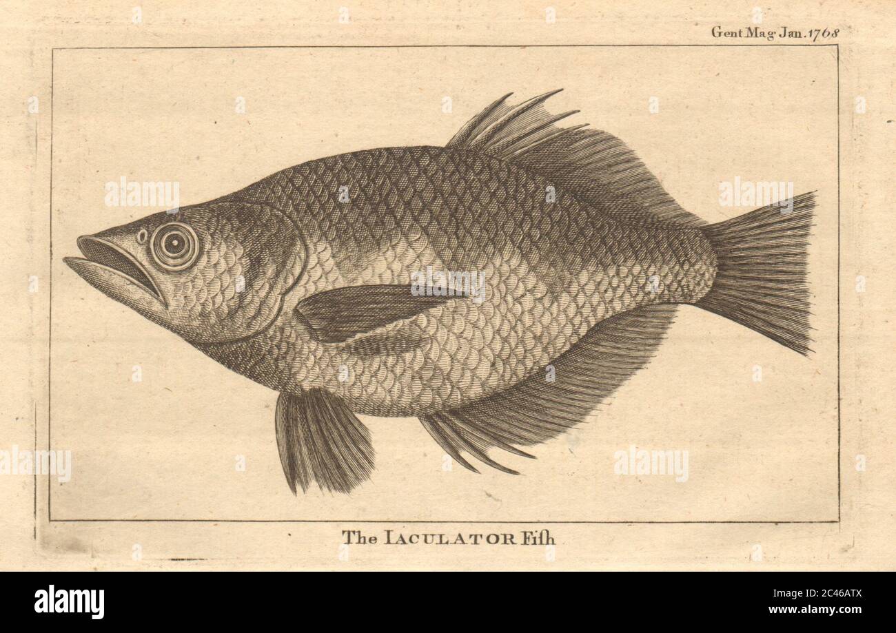 The Jaculator fish. Archerfish 1768 old antique vintage print picture ...