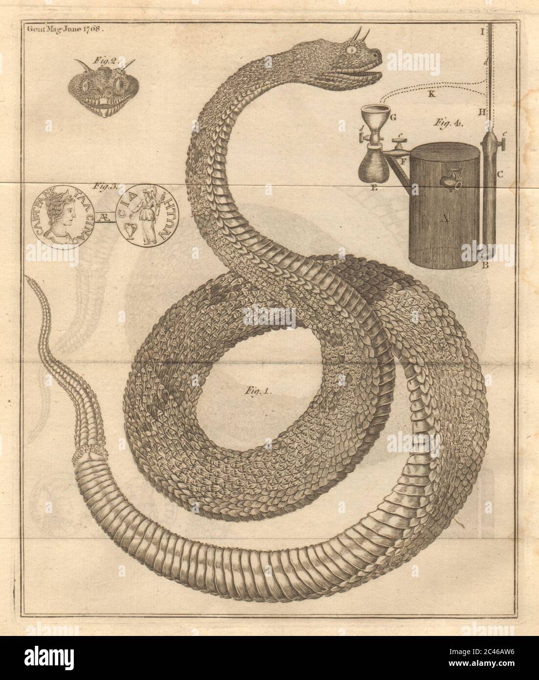 Horned Viper Drawing