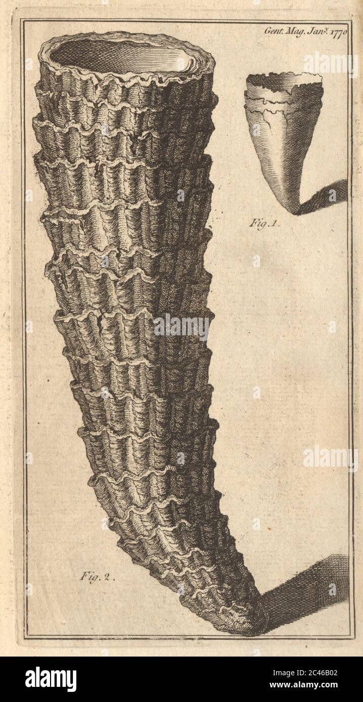 Cone shaped shell hi-res stock photography and images - Alamy