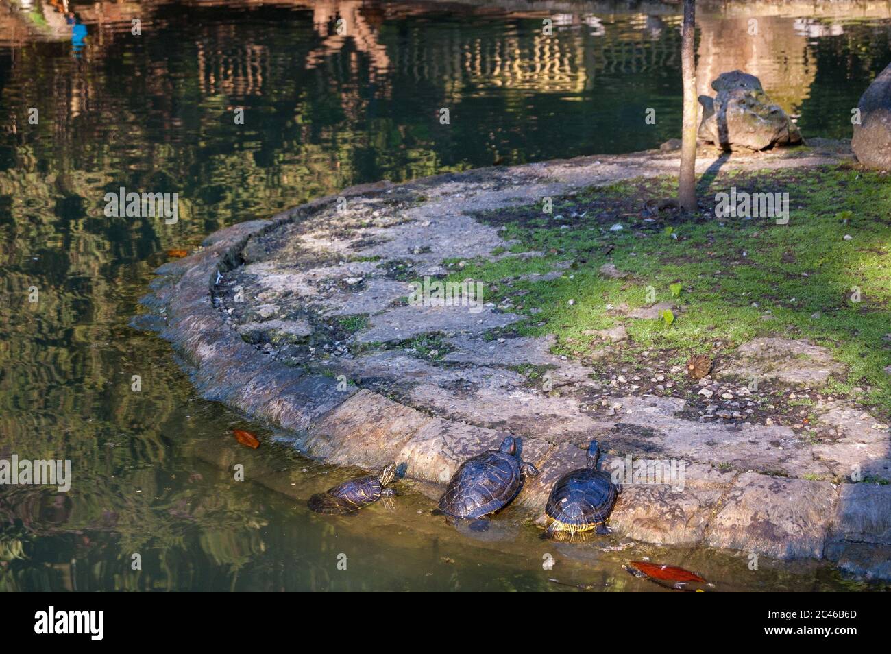 Turtles in an outside pond Stock Photo - Alamy