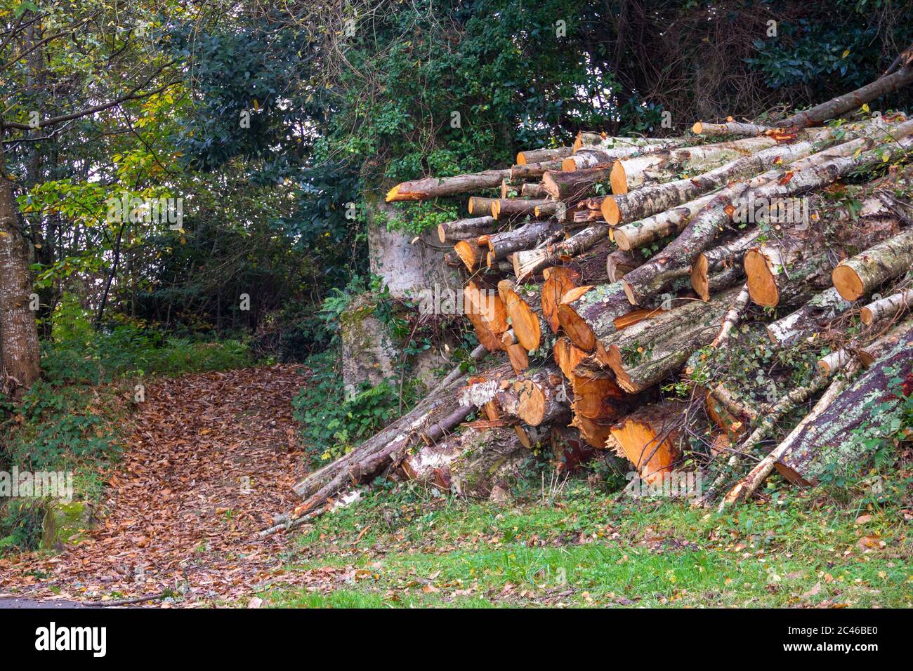 Pile of logs in a green forest Stock Photo - Alamy