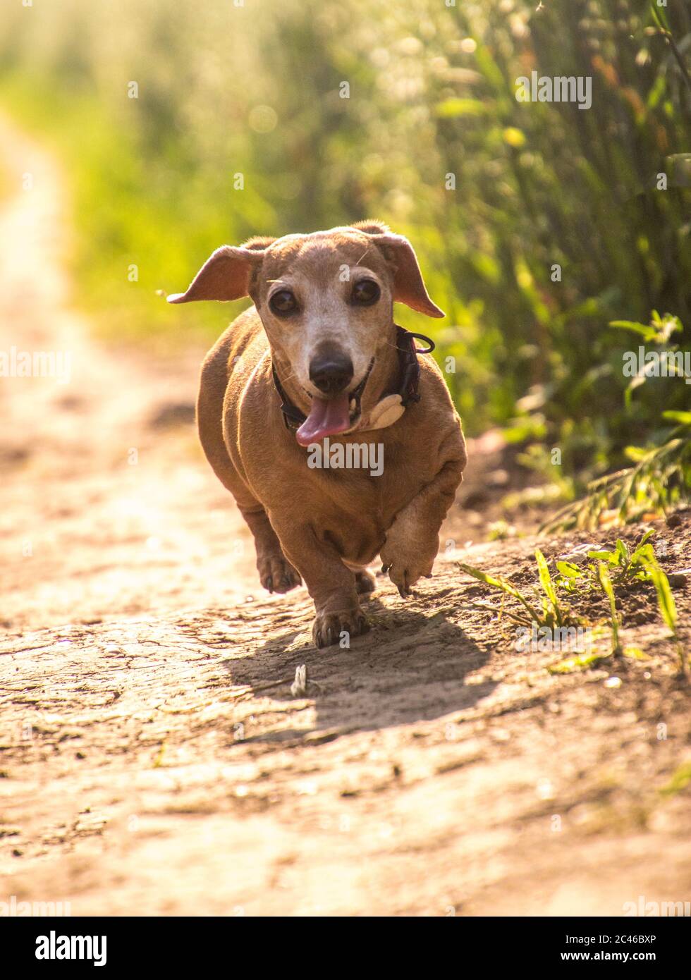 A Miniature Dachshund dog walking through the beautiful countryside of ...