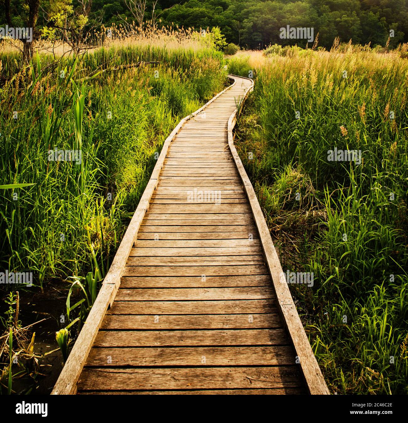 Footpath through the Appalachian Trail in New York State Stock Photo ...