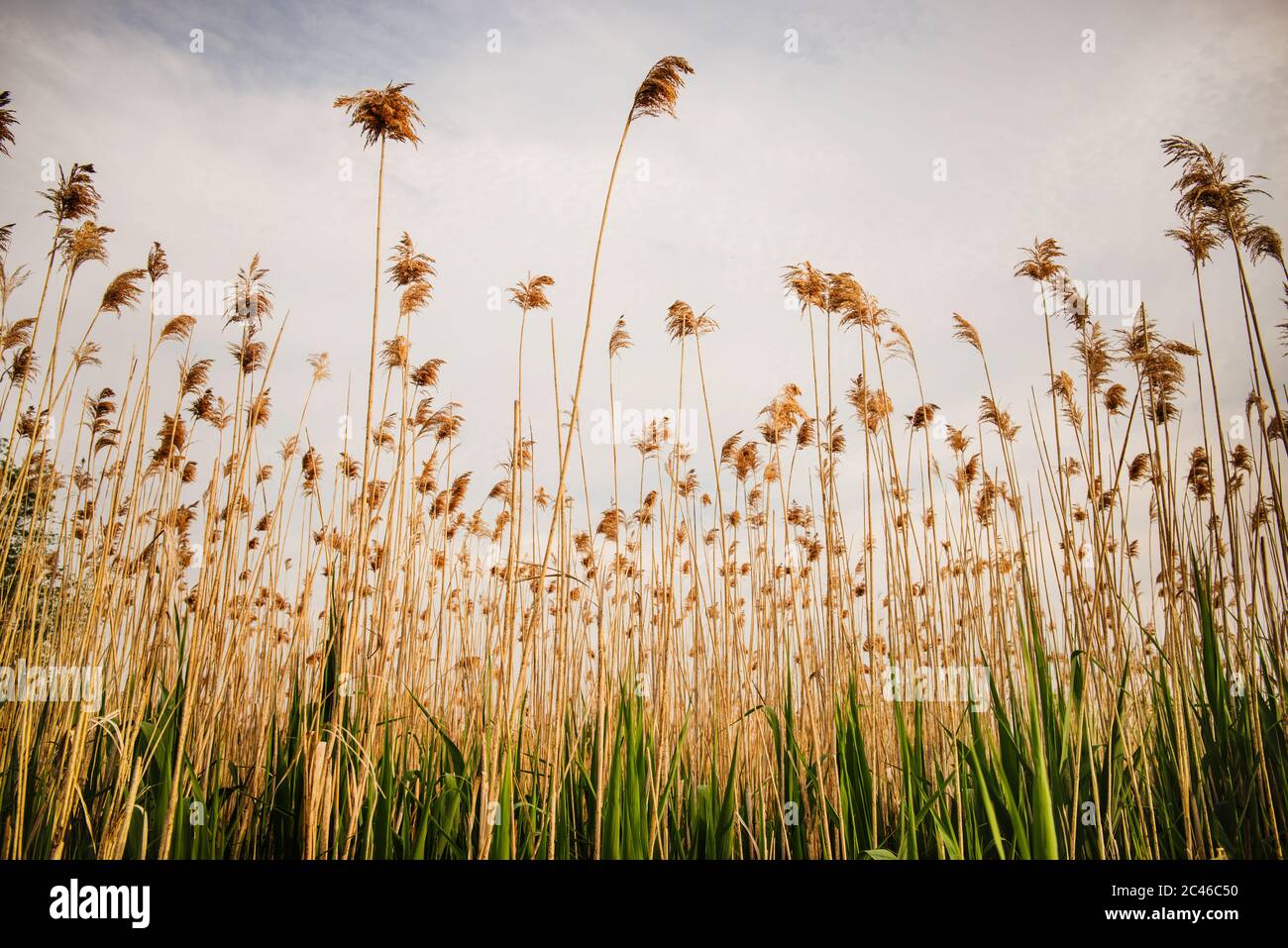 Tufts of grass hi-res stock photography and images - Alamy
