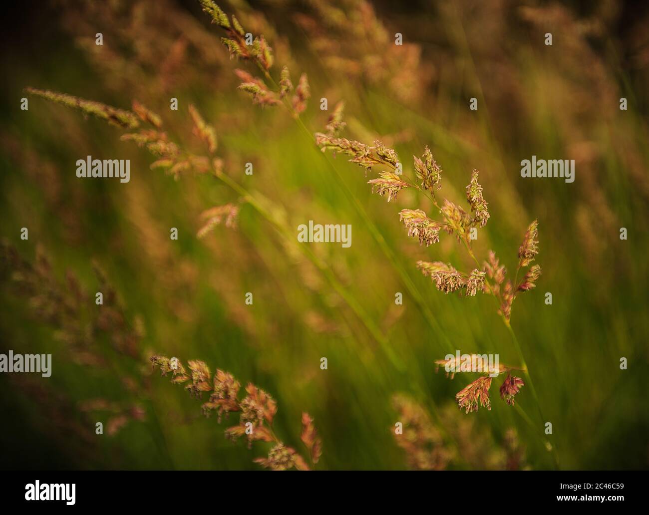 Tufts of grass hi-res stock photography and images - Alamy