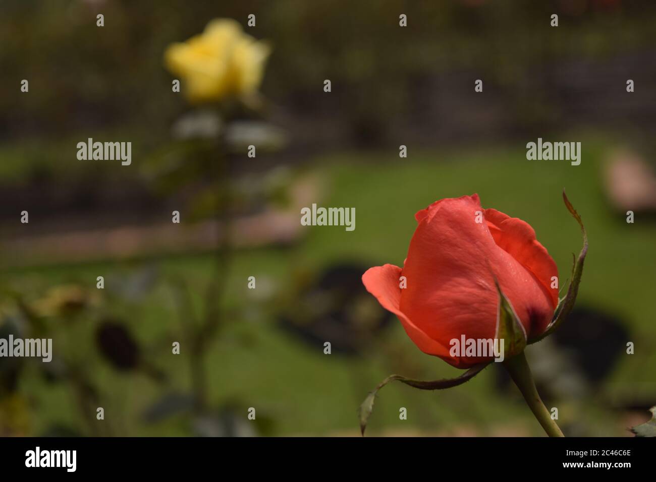 Unbloomed red rose hi-res stock photography and images - Alamy