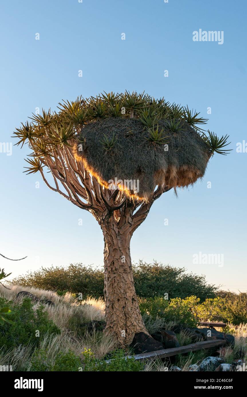 A quiver tree with a community bird nest at sunrise at the Quiver Tree ...