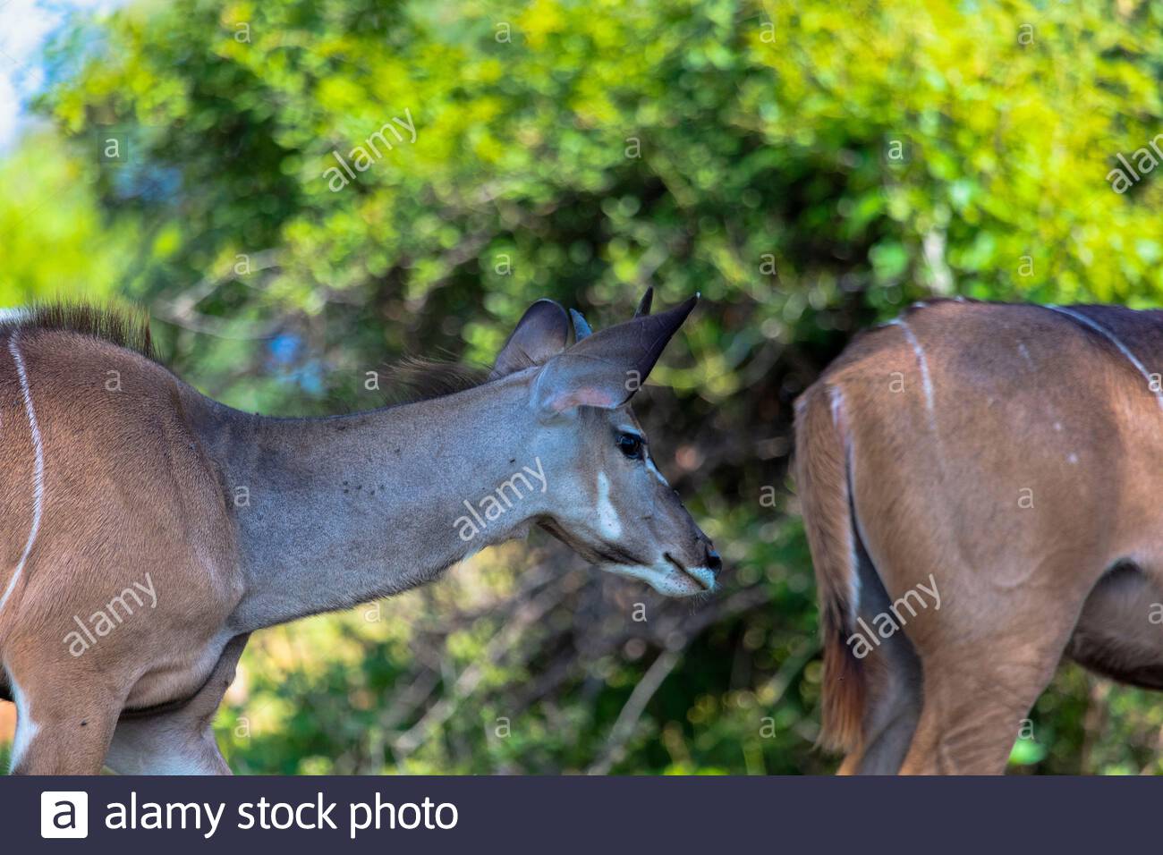 Kudu Head High Resolution Stock Photography and Images - Alamy