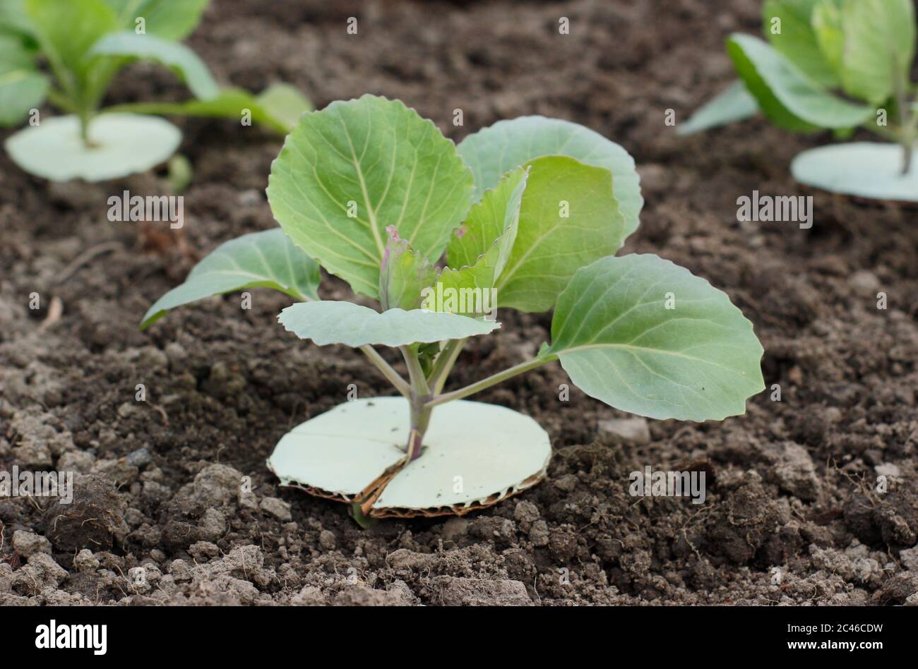 Homemade cardboard cabbage collar to protect young plants from root ...