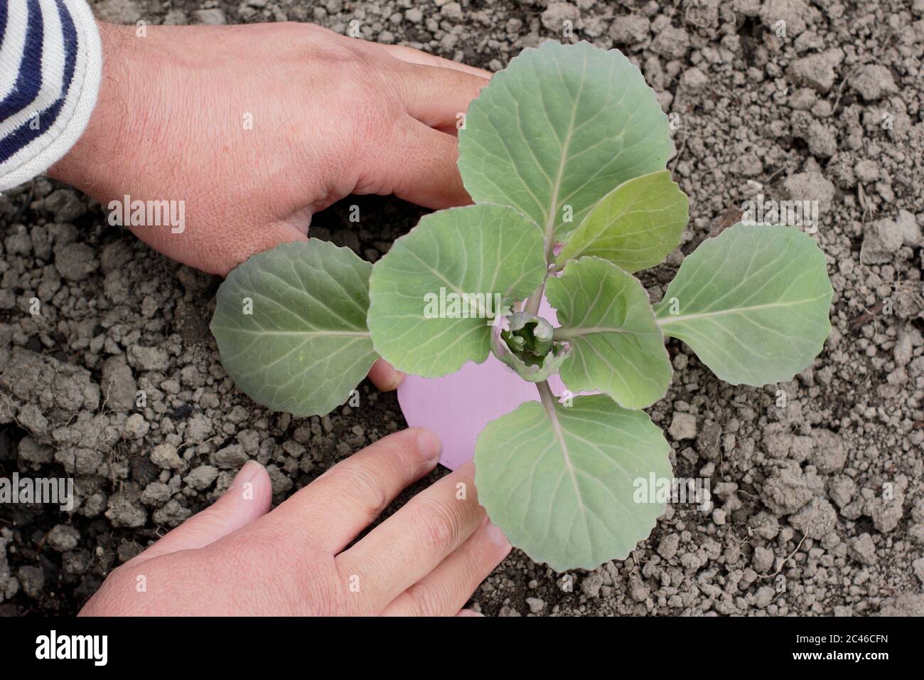 Man adding homemade cardboard cabbage collar to protect young plants ...